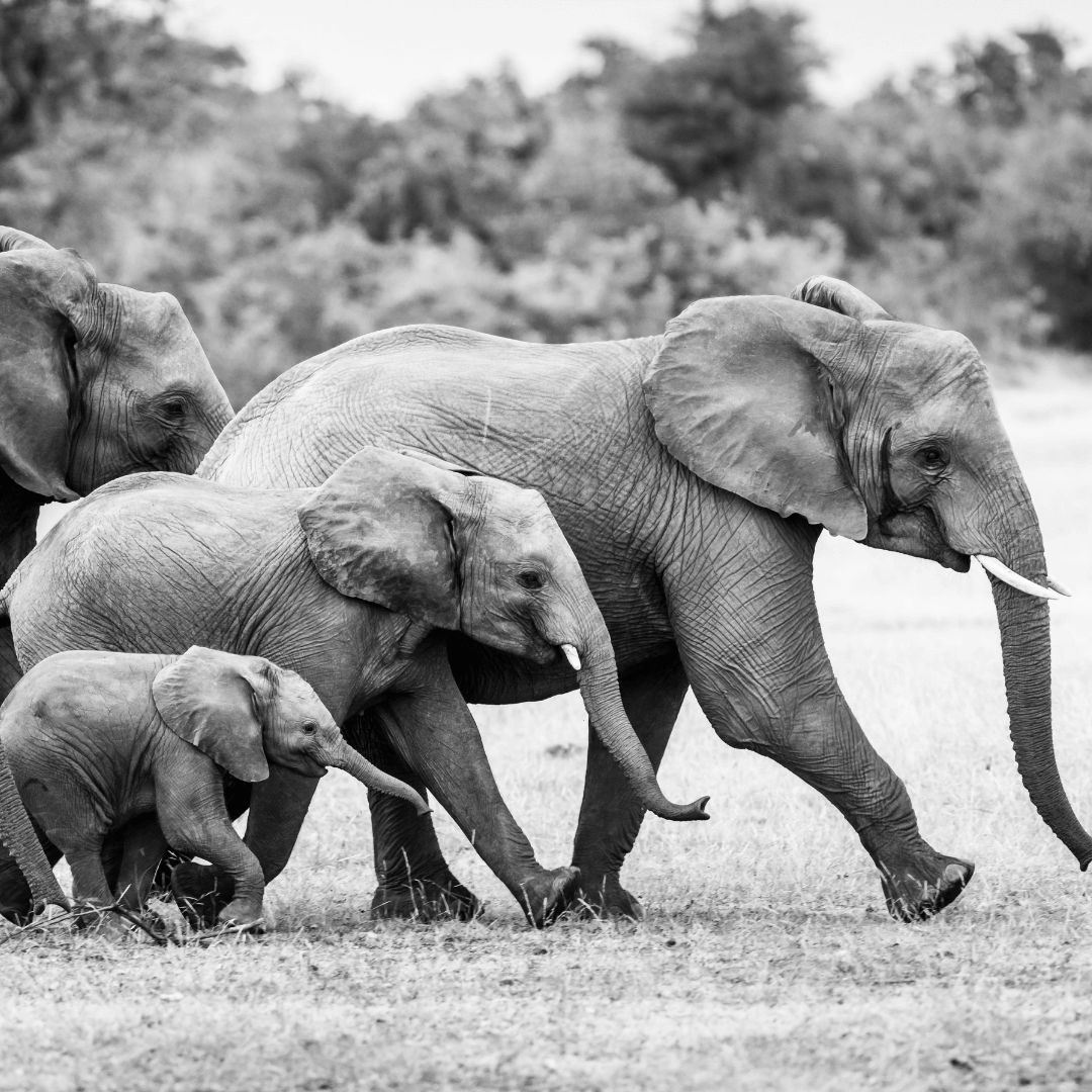 The Importance of Listening to the Voice of the Rising Generation